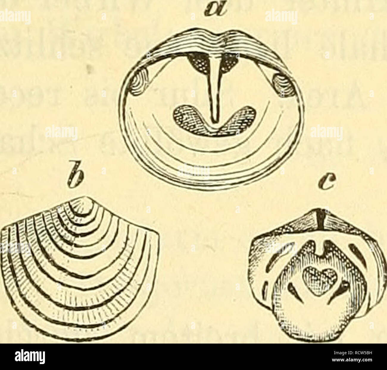Obolus or danake hi-res stock photography and images - Alamy
