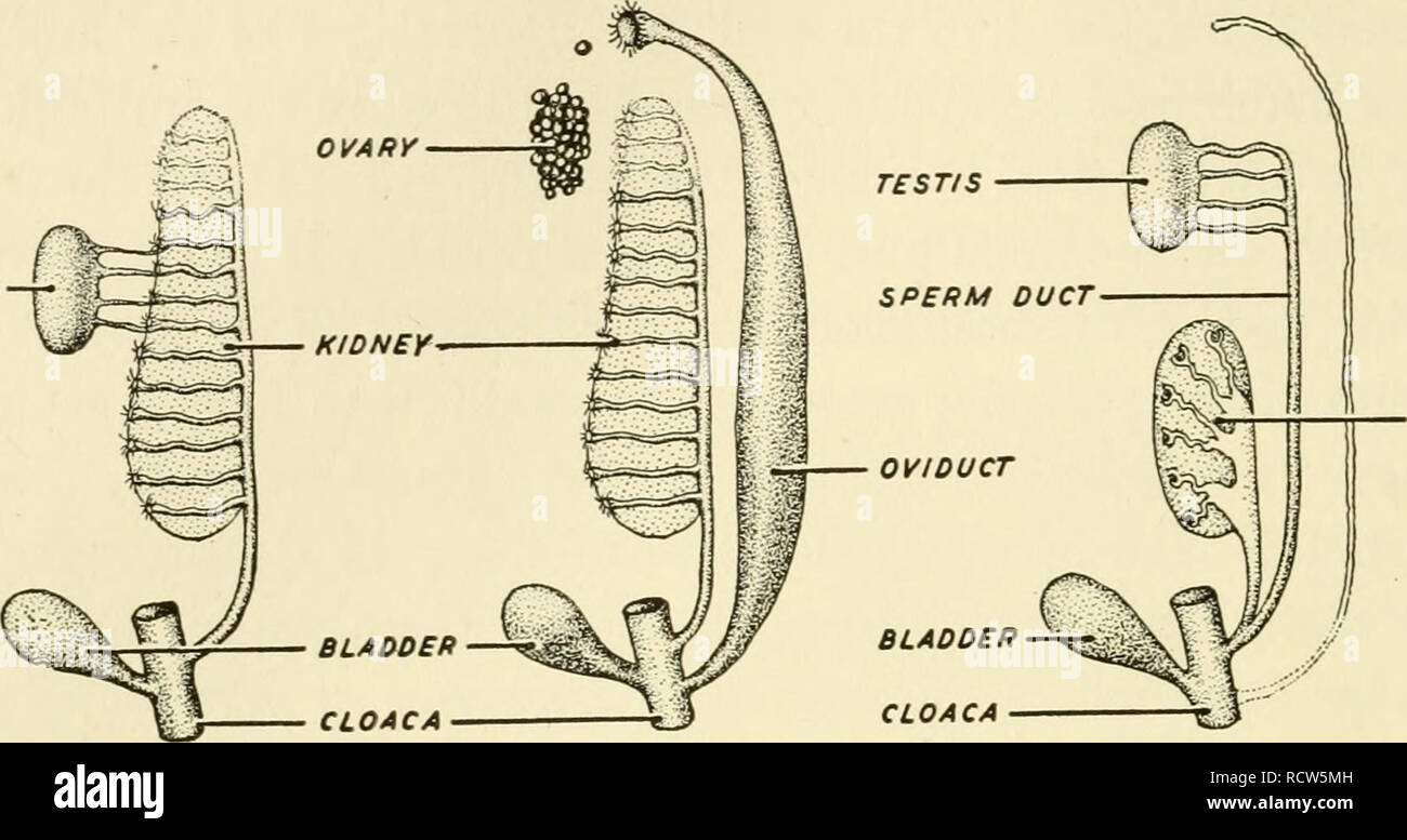Fish Kidney Diagram