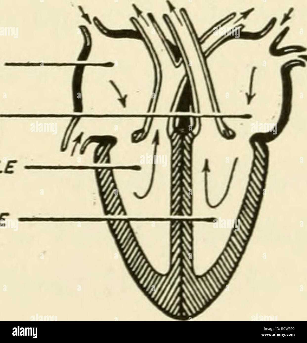 Reptile Heart Diagram