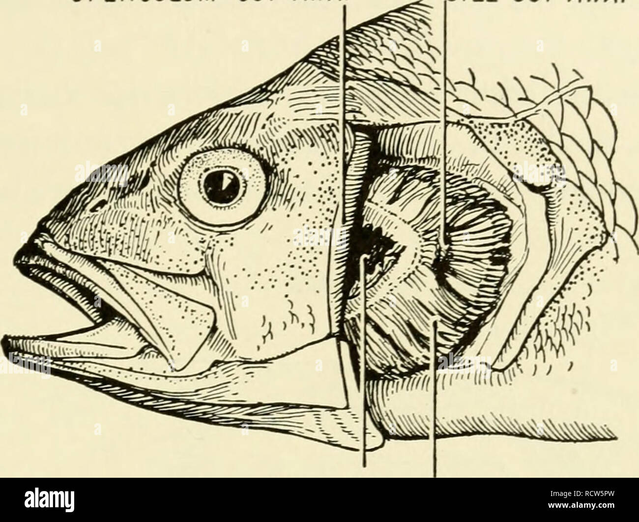 Taken through slit hi-res stock photography and images - Alamy