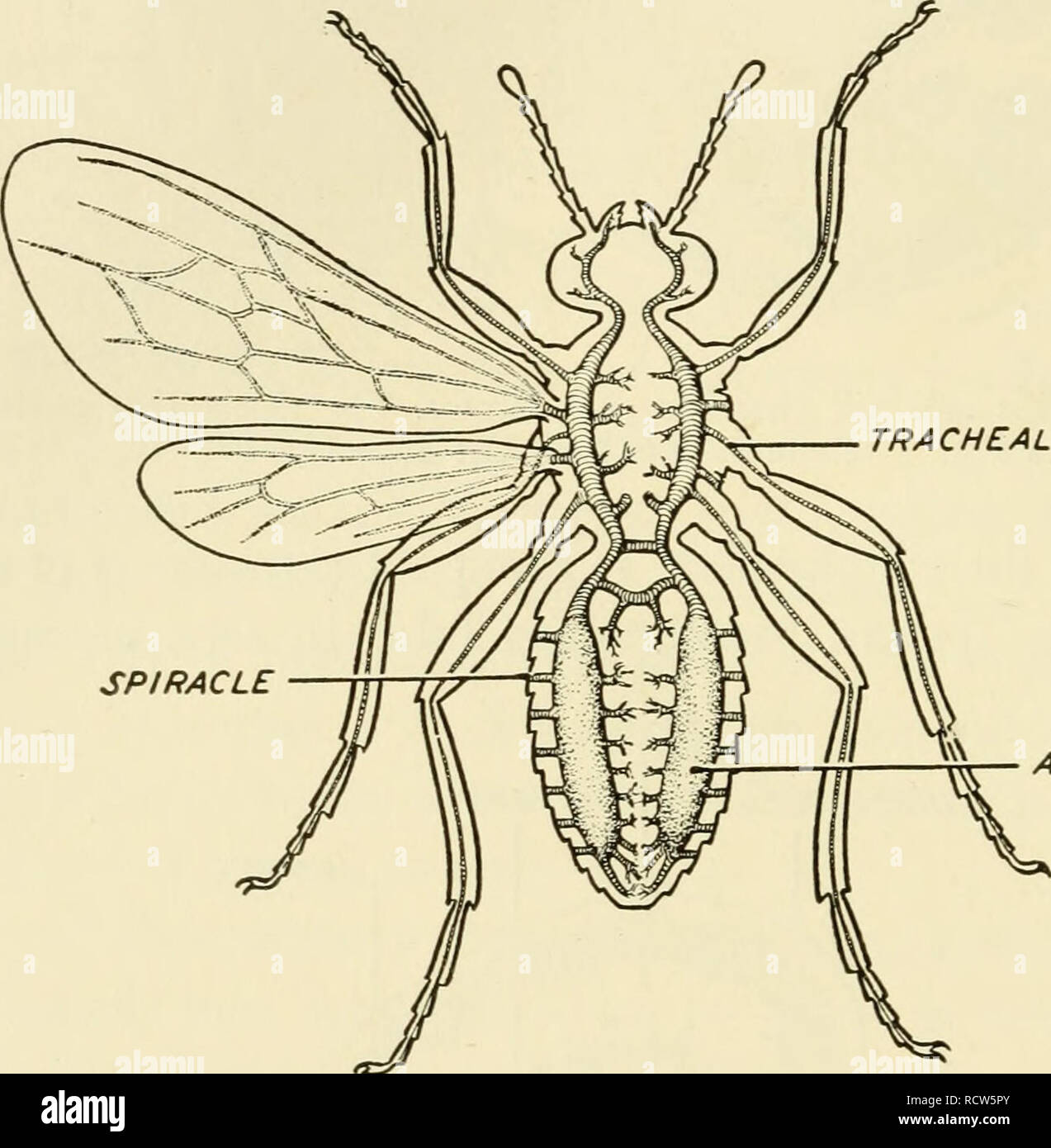 What Do Spiracles Do