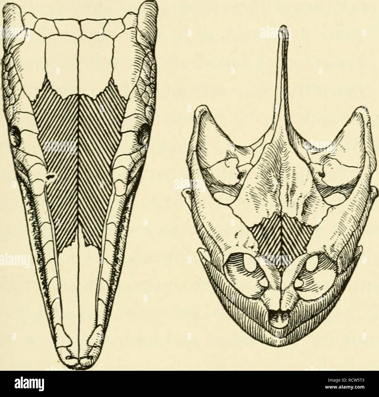 Gar scales hi-res stock photography and images - Alamy