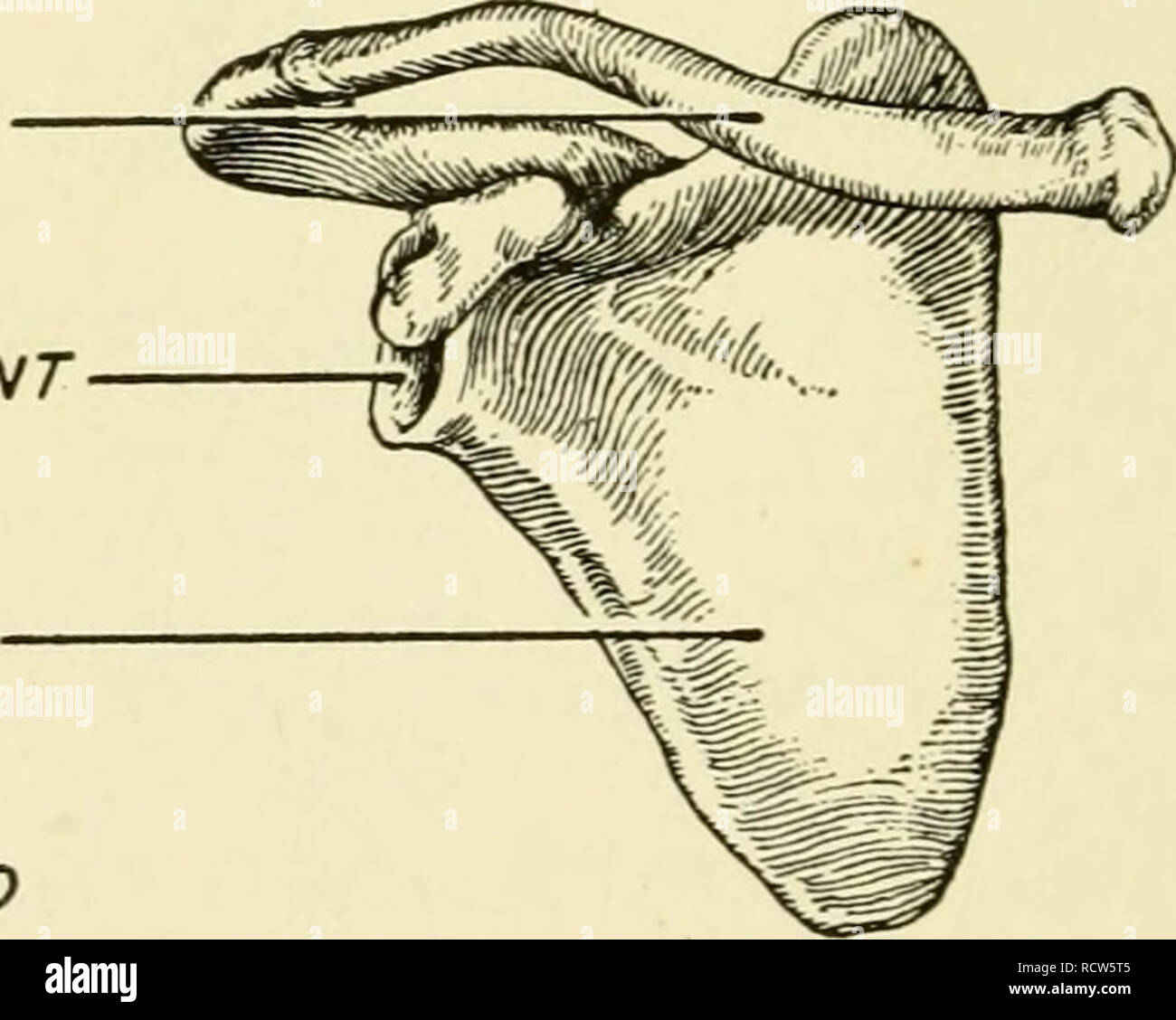 Shoulder girdles hi-res stock photography and images - Alamy