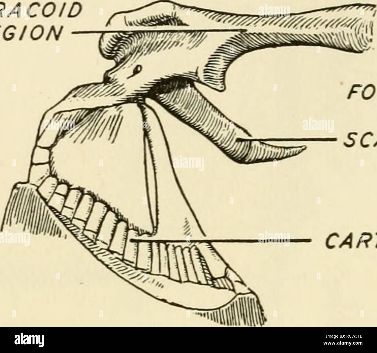 endoskeleton animals facts