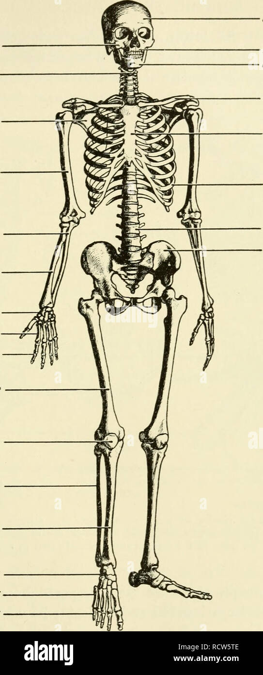 Human Skeleton Drawing Reference