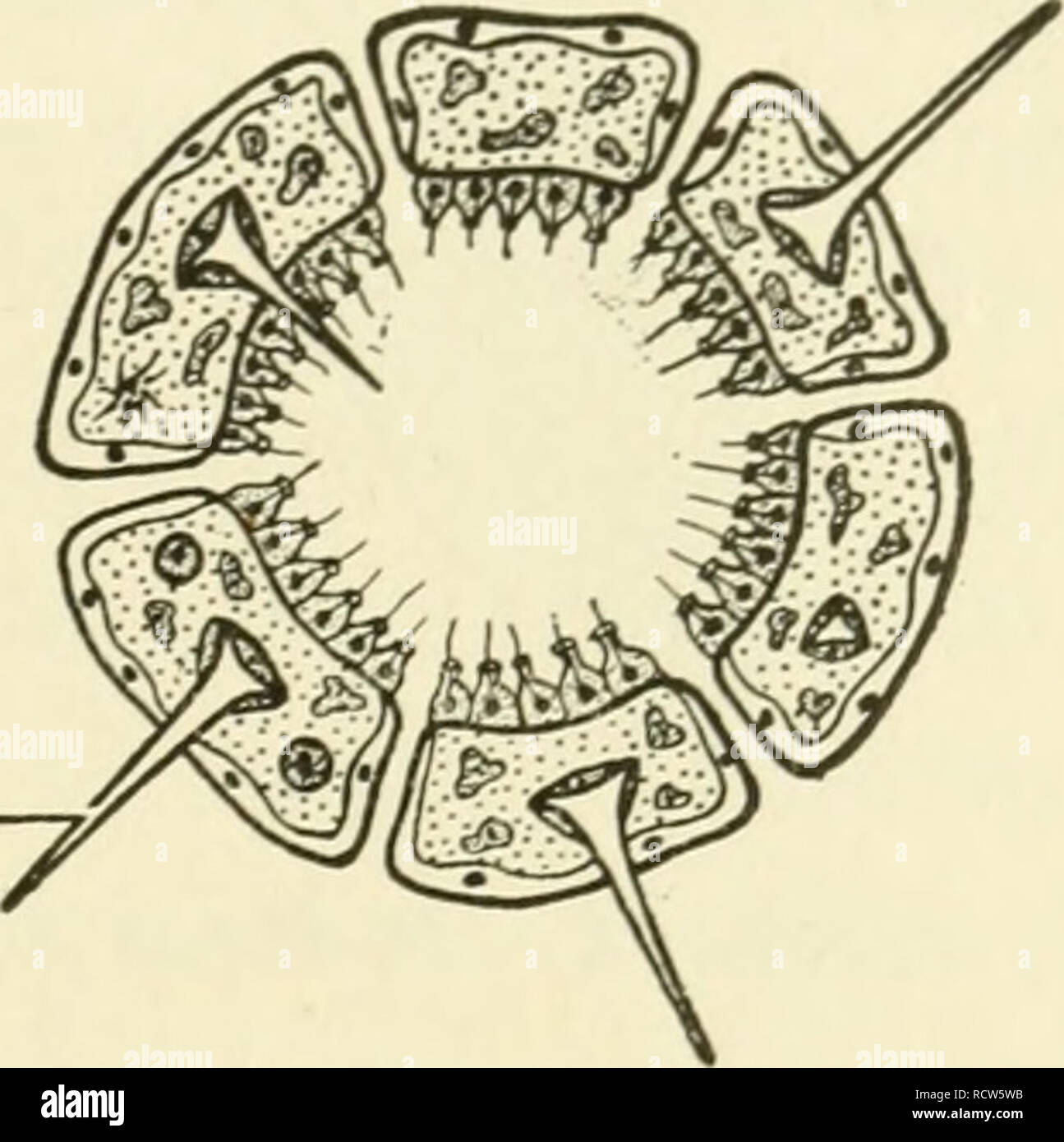 Scypha Cross Section