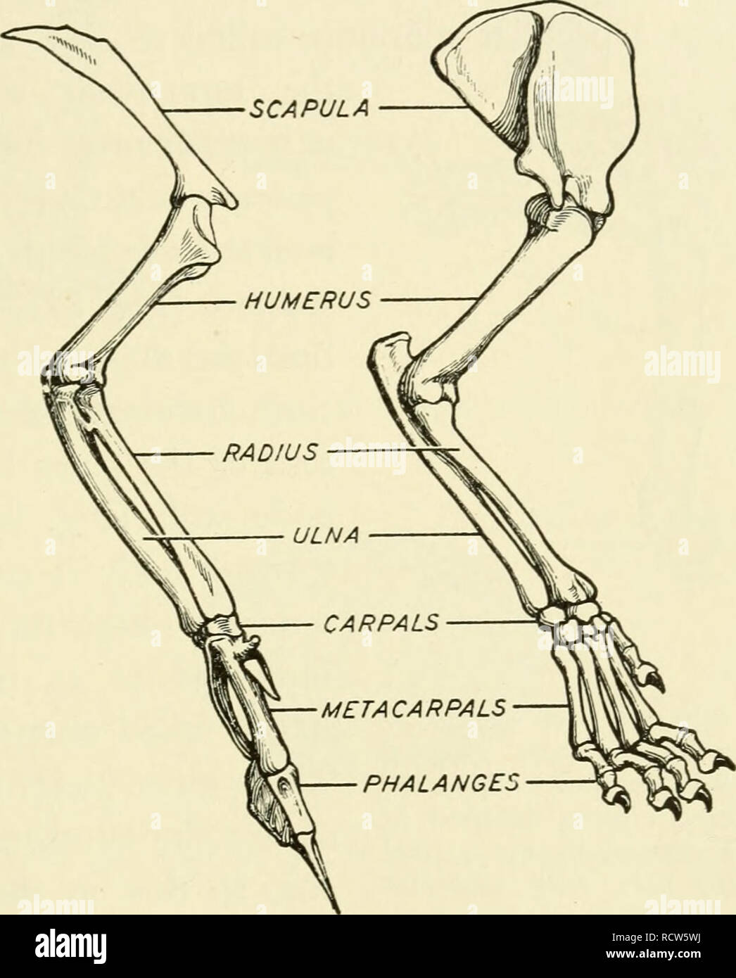 Homologous structures hi-res stock photography and images - Alamy