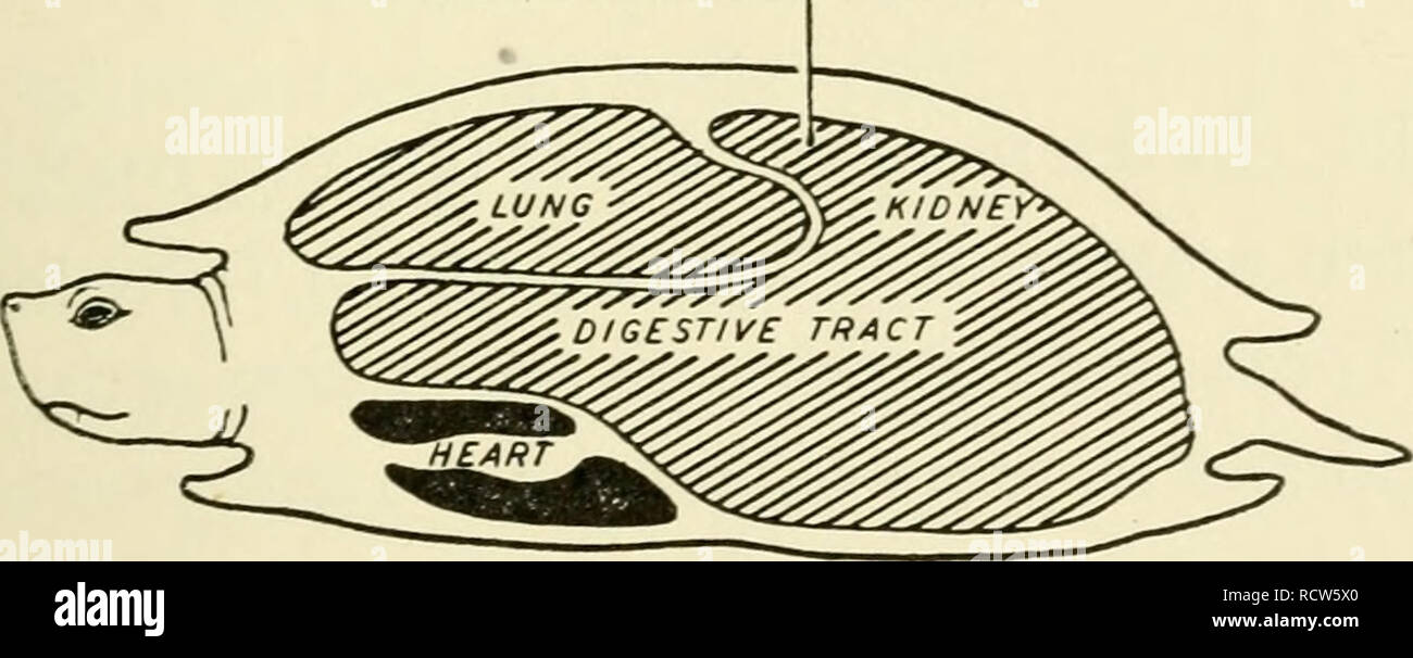 Peritoneal Cavity High Resolution Stock Photography and Images - Alamy
