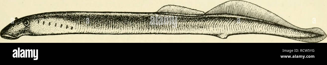 Lamprey Eel High Resolution Stock Photography and Images - Alamy
