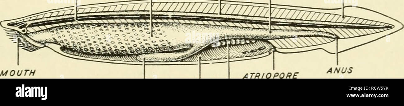 . Elements of biology, with special reference to their rôle in the ...