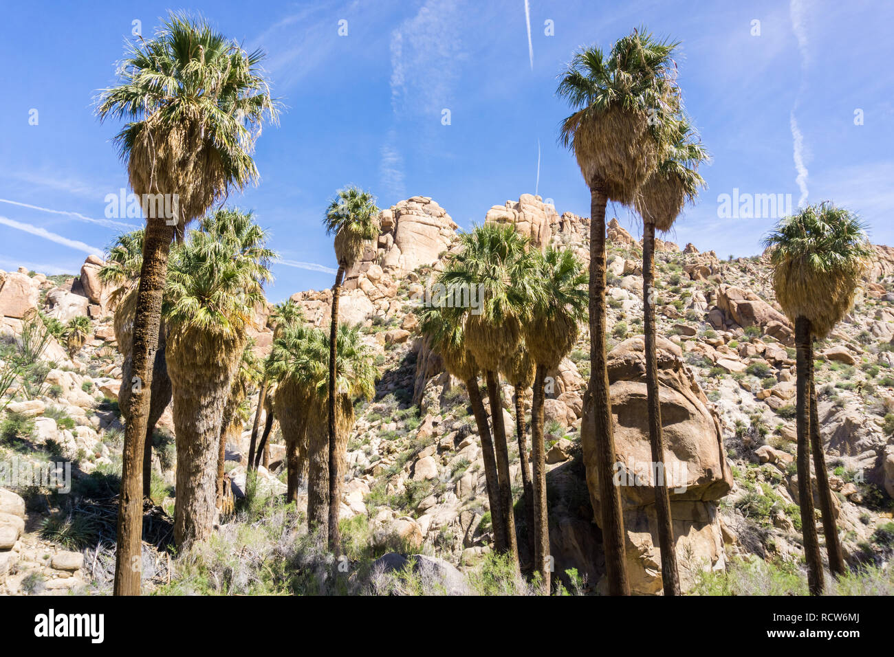Washingtonia filifera palm tree hi-res stock photography and images - Alamy