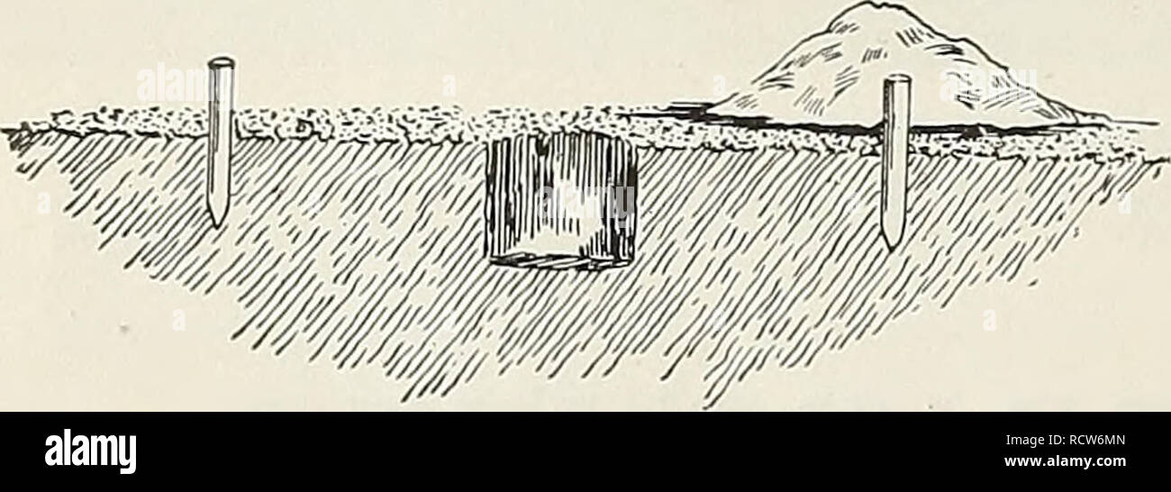 Planting roses stake hi-res stock photography and images - Alamy