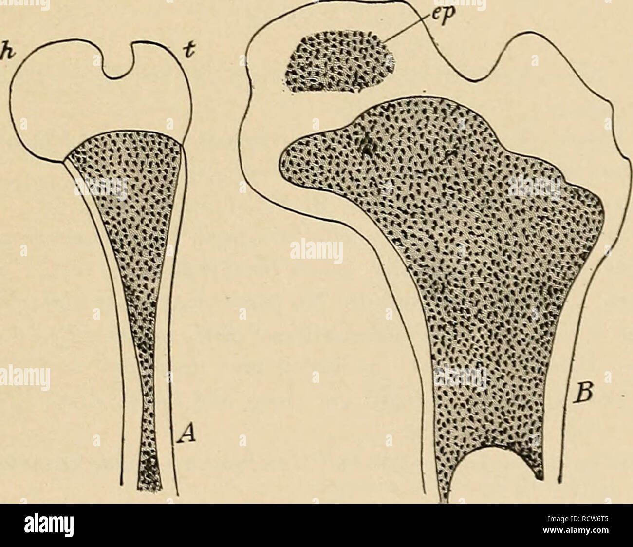 Childs right foot hi-res stock photography and images - Alamy