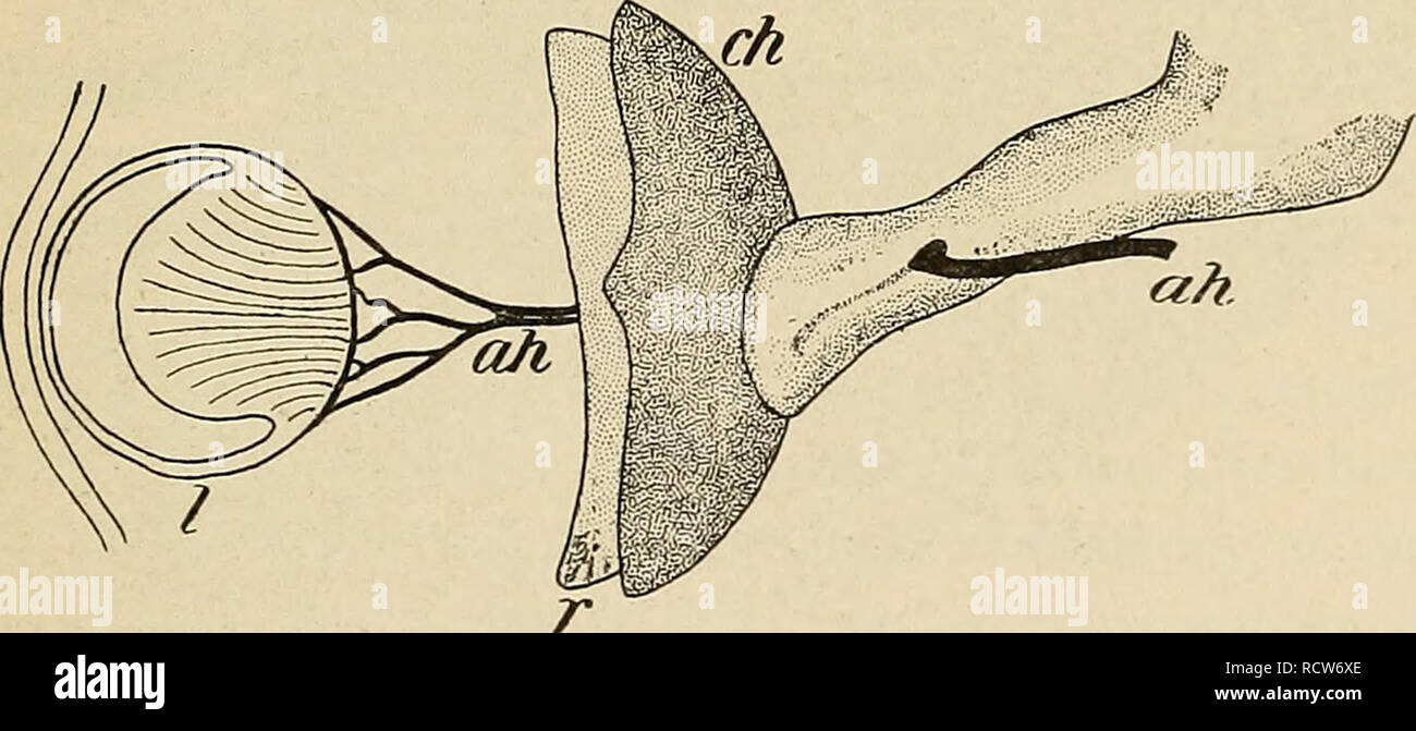 . The development of the human body : a manual of human embryology ...