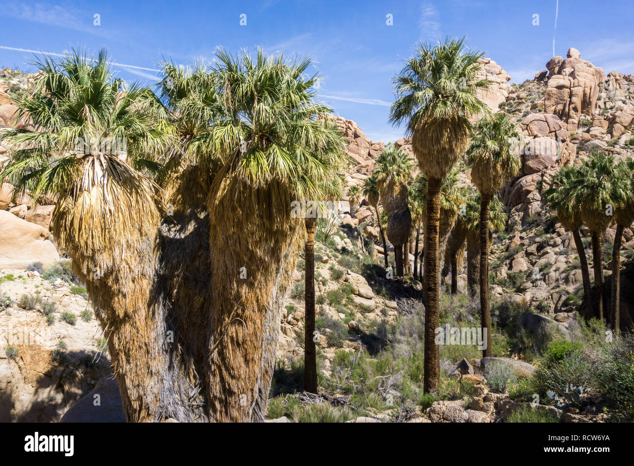 Fan Palm Trees (Washingtonia filifera) in the Lost Palms Oasis, a ...