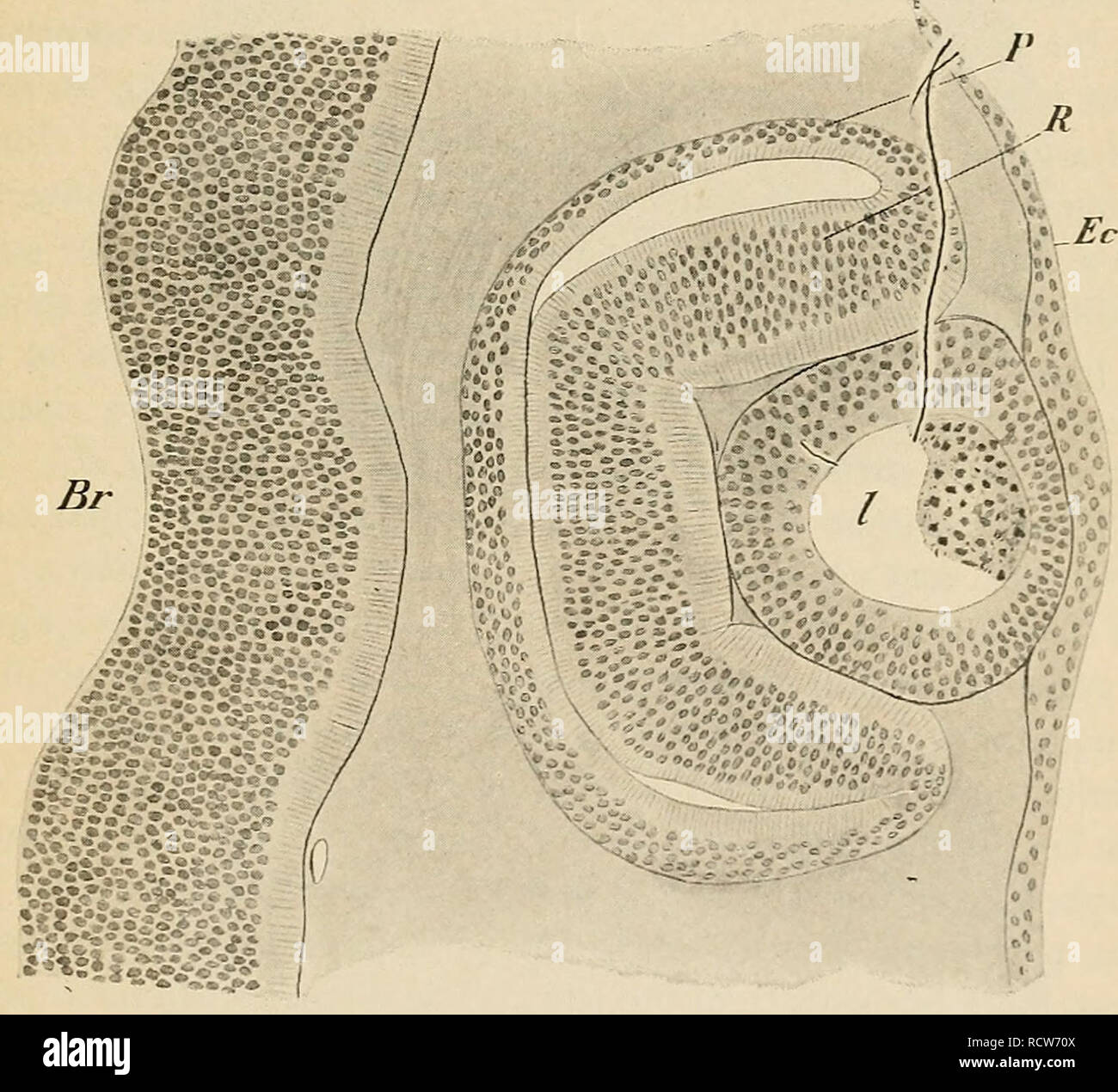. The development of the human body : a manual of human embryology ...