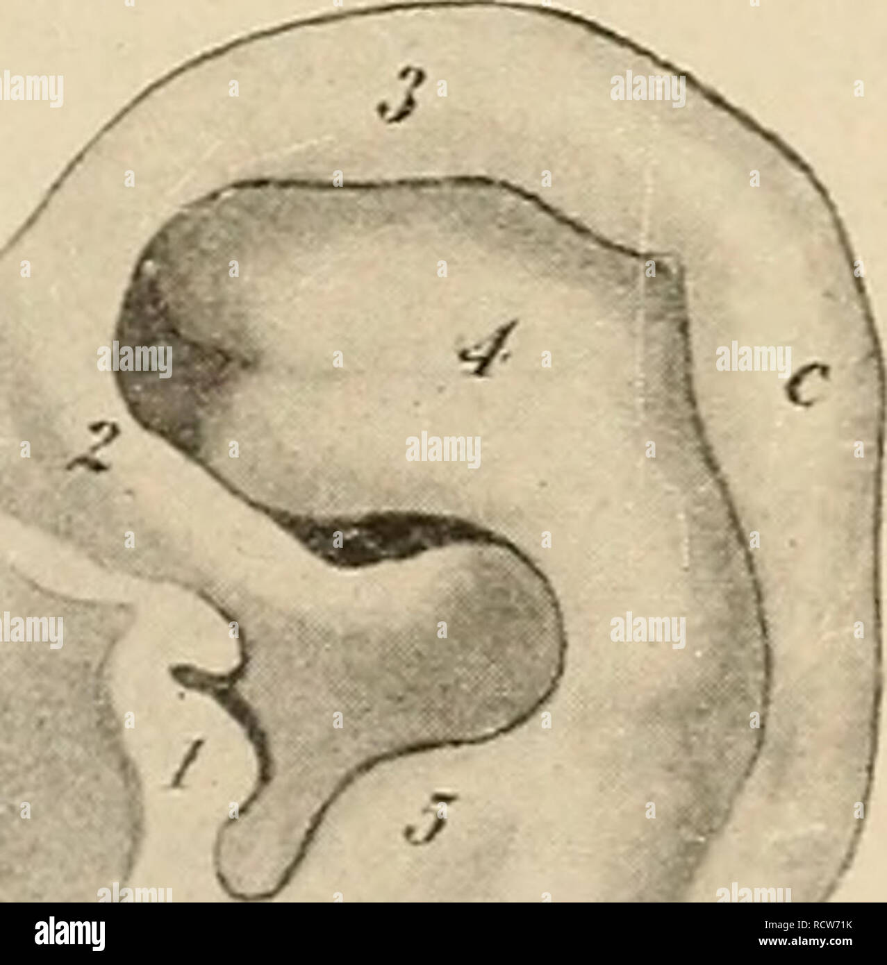 6 month fetus hi-res stock photography and images - Alamy