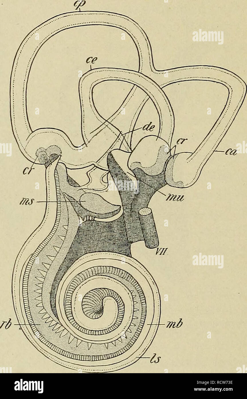 . The development of the human body : a manual of human embryology ...