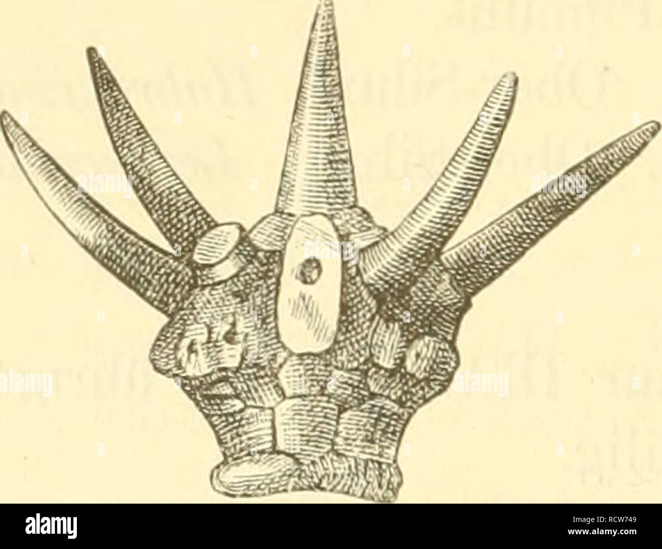 Ira of lyon hi-res stock photography and images - Alamy