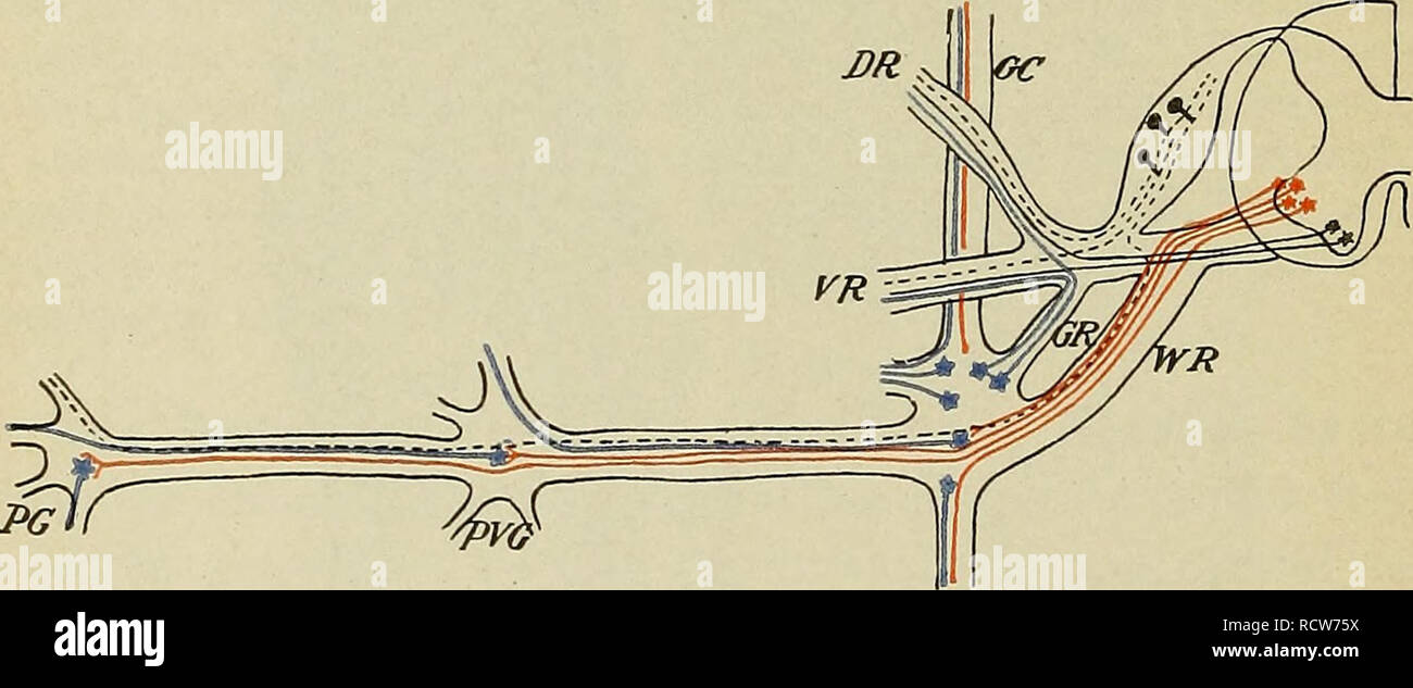 Ganglia peripheral nervous system hi-res stock photography and images ...
