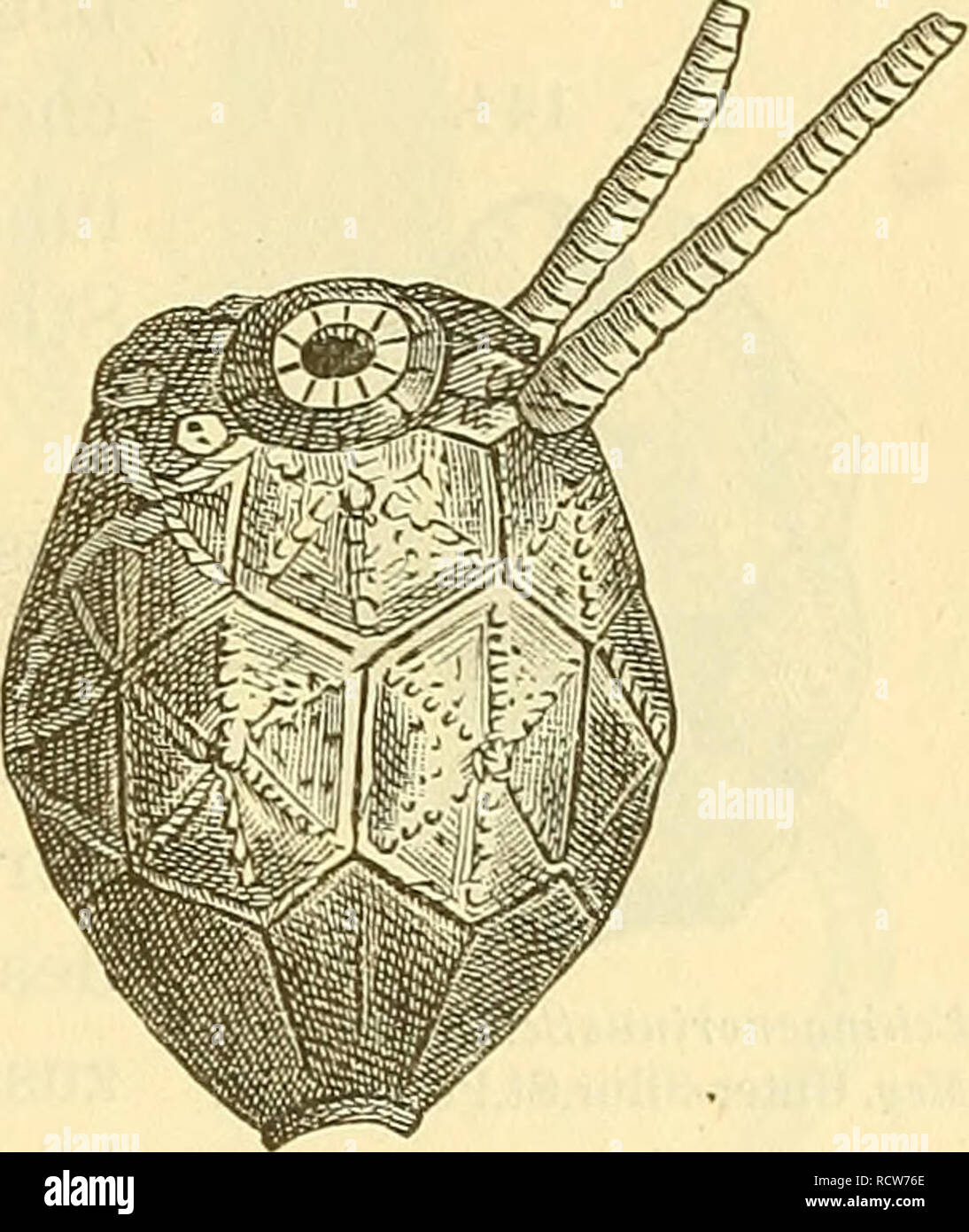 Caryocrinus ornatus hi-res stock photography and images - Alamy