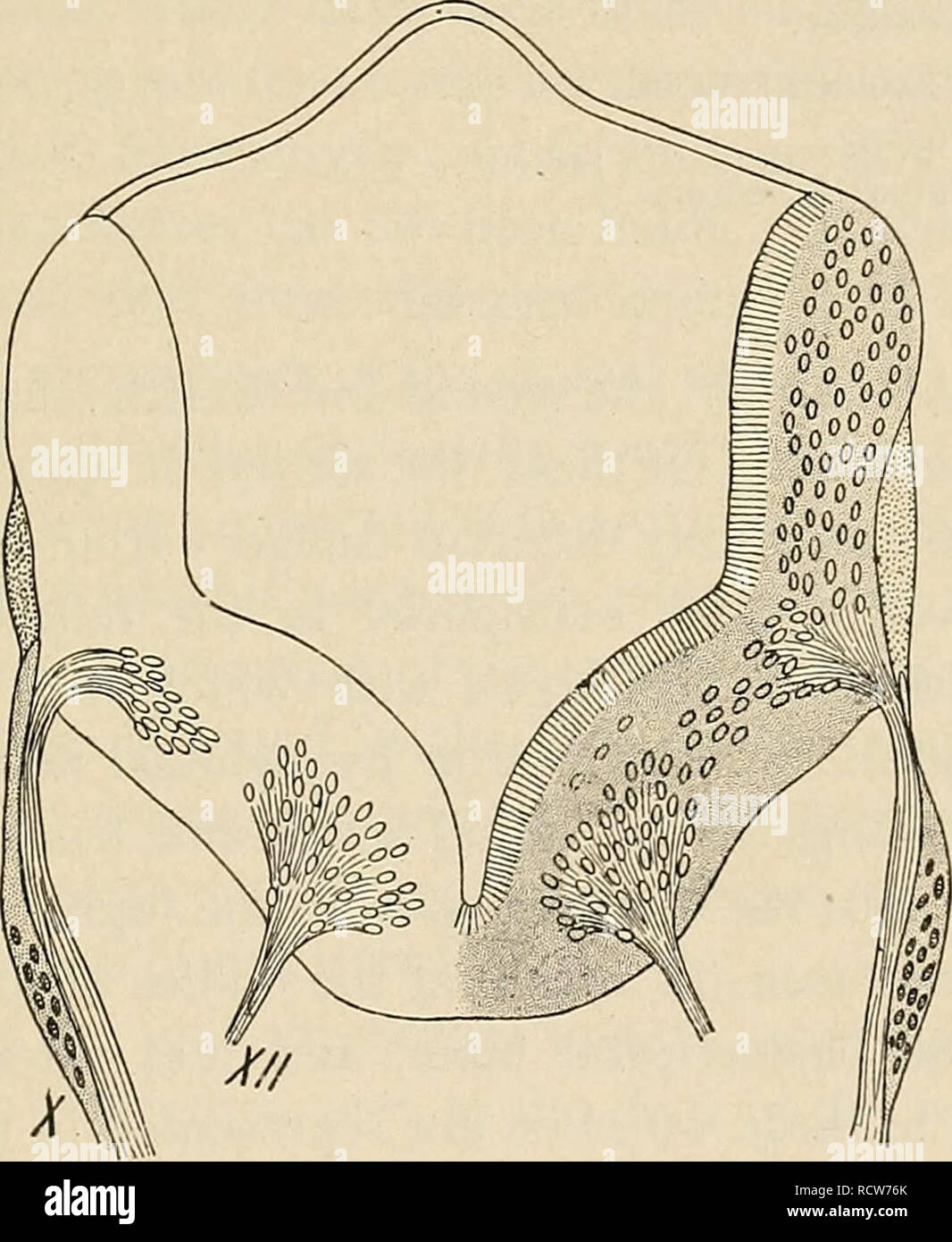 Formatio reticularis hi-res stock photography and images - Alamy