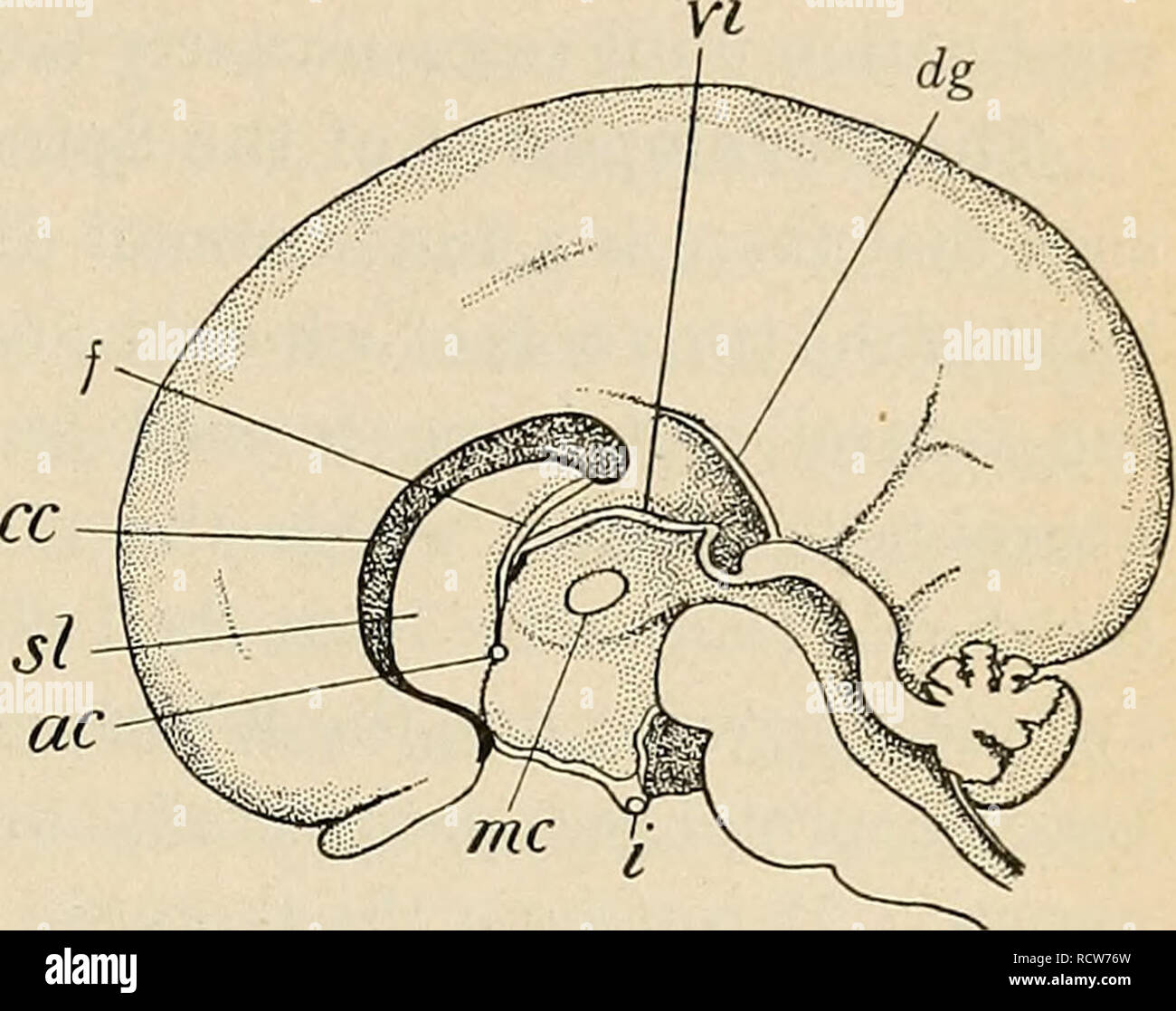 . The development of the human body : a manual of human embryology ...