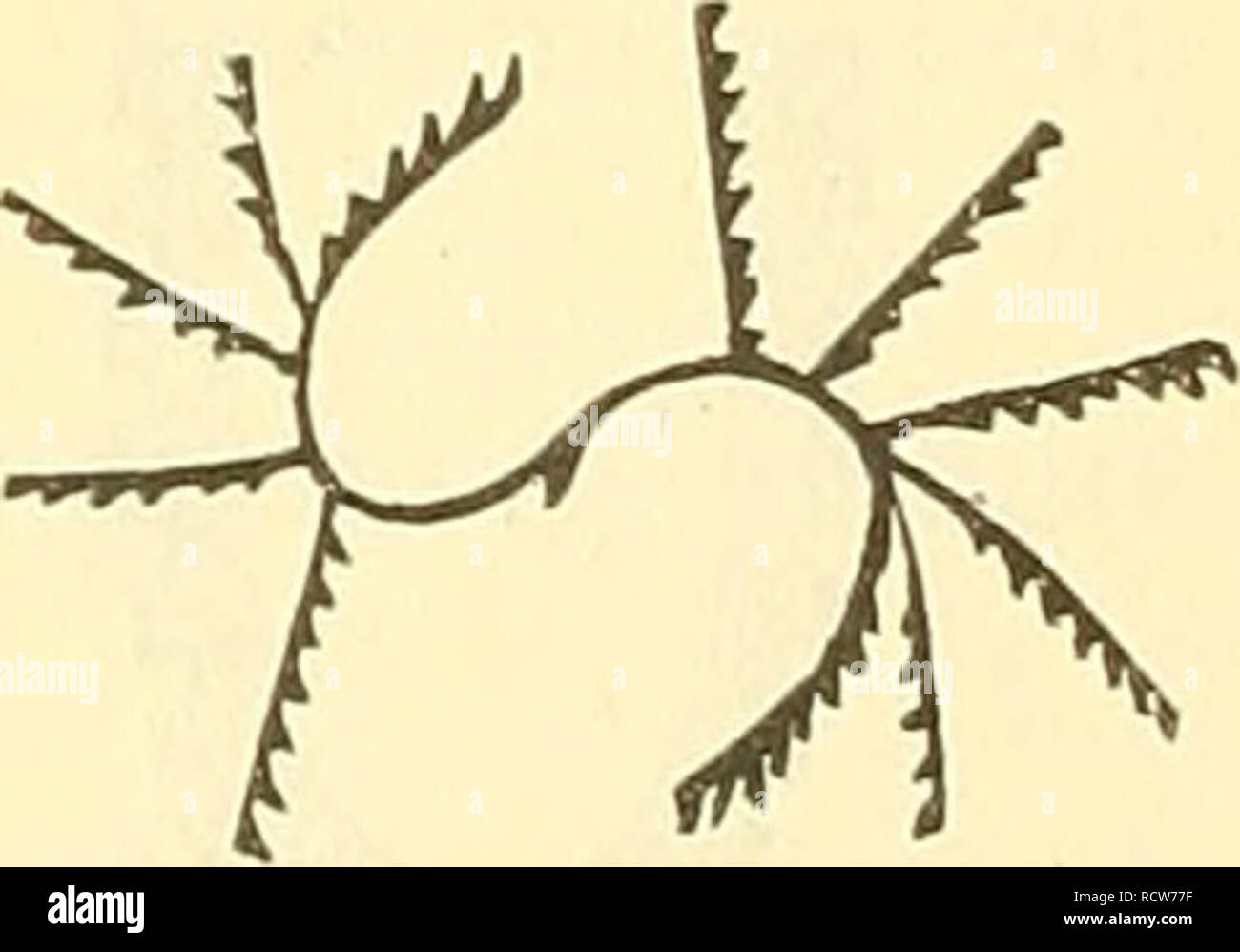 Monograptus hi-res stock photography and images - Alamy