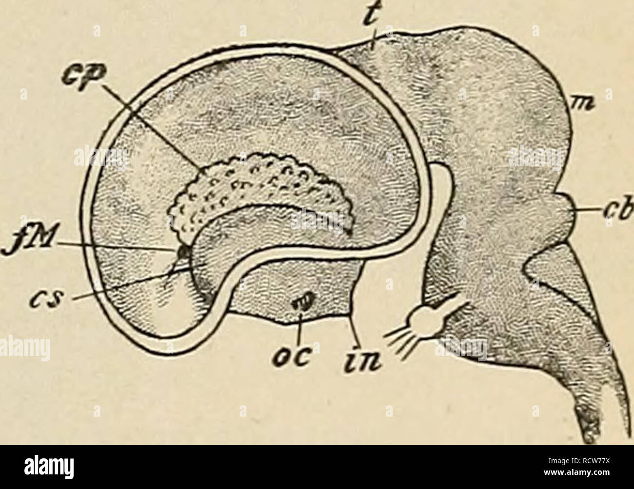 . The development of the human body : a manual of human embryology ...