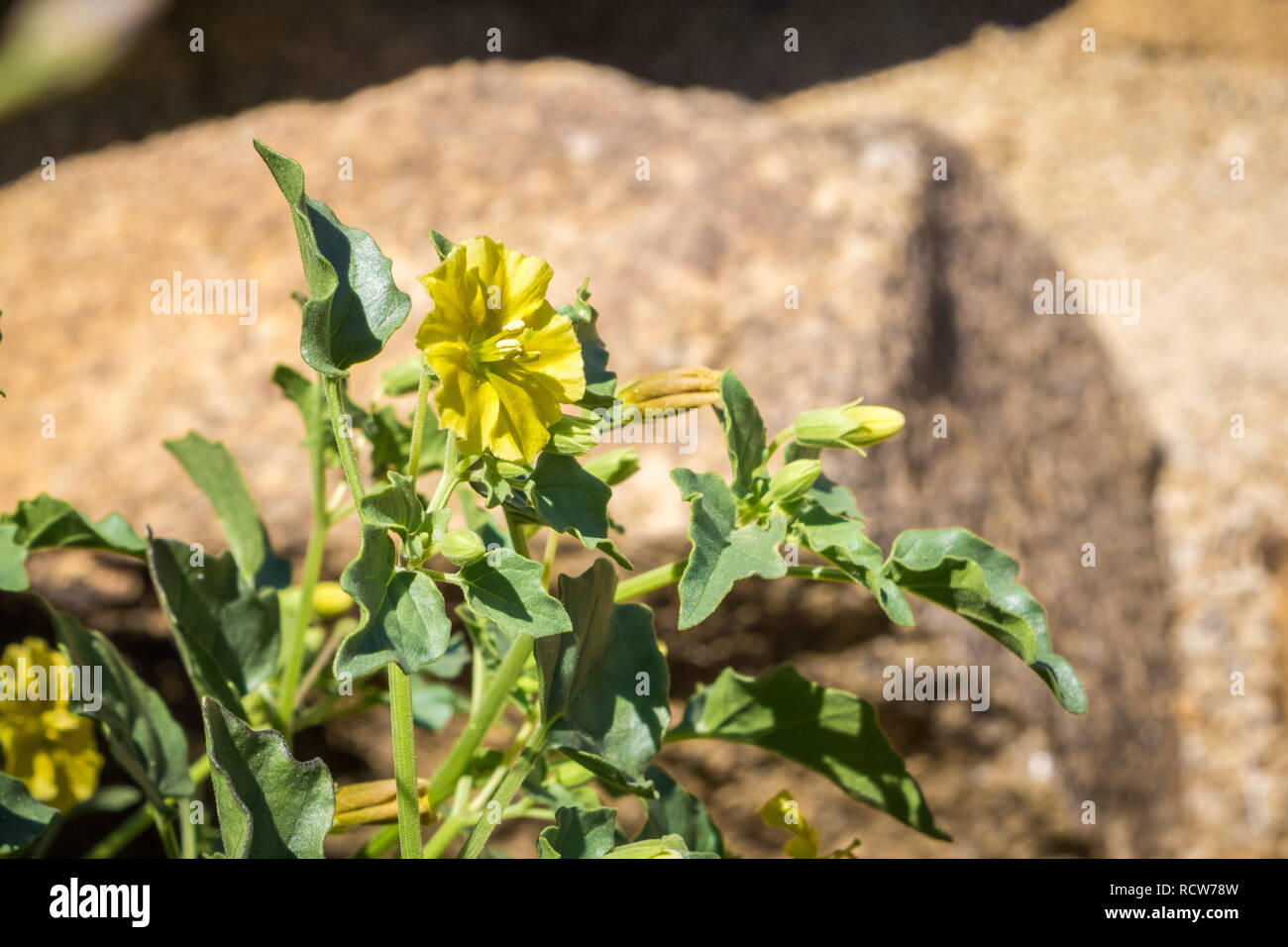 Yellow nightshade hi-res stock photography and images - Alamy