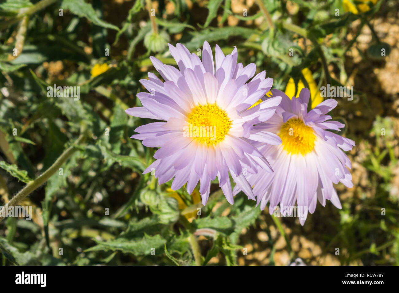 Mojave desert flowers hi-res stock photography and images - Alamy