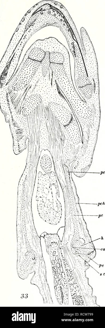. The development of the pectoral limb of Necturus maculosus ...