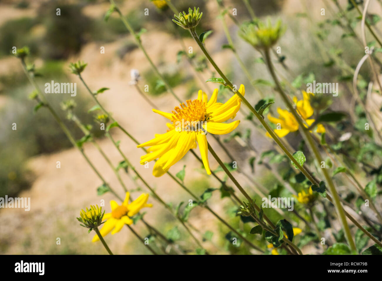 Linearifolia hi-res stock photography and images - Alamy