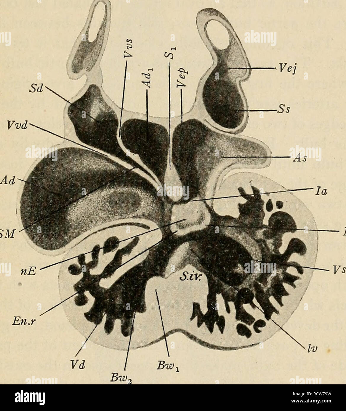 . The development of the human body : a manual of human embryology ...