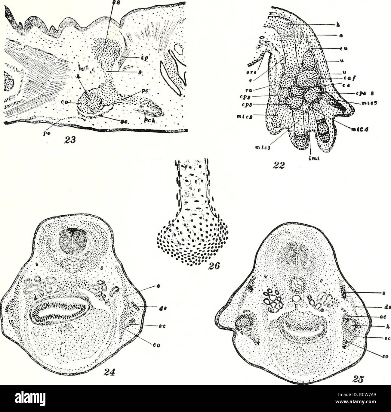 . The development of the pectoral limb of Necturus maculosus ...