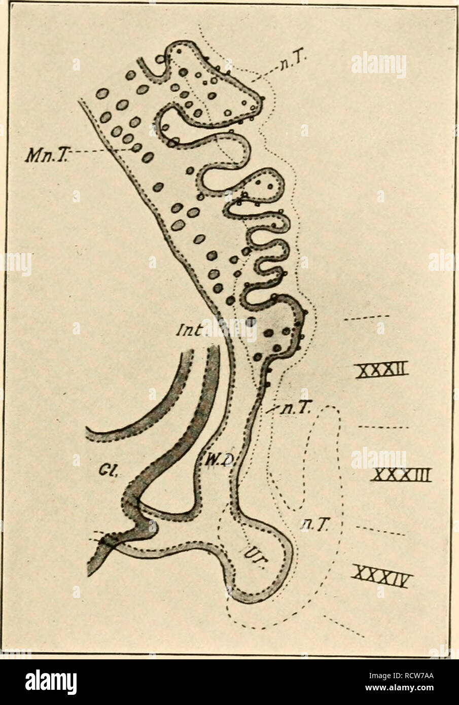 Remnants of duck hi-res stock photography and images - Alamy
