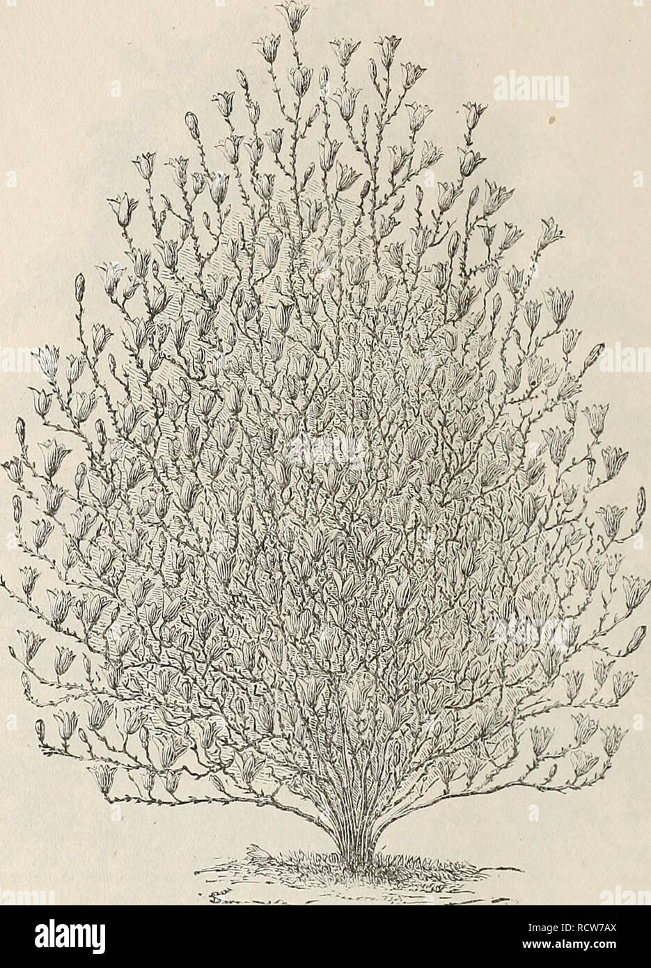 . Descriptive and illustrated catalogue : fruit and ornamental trees ...