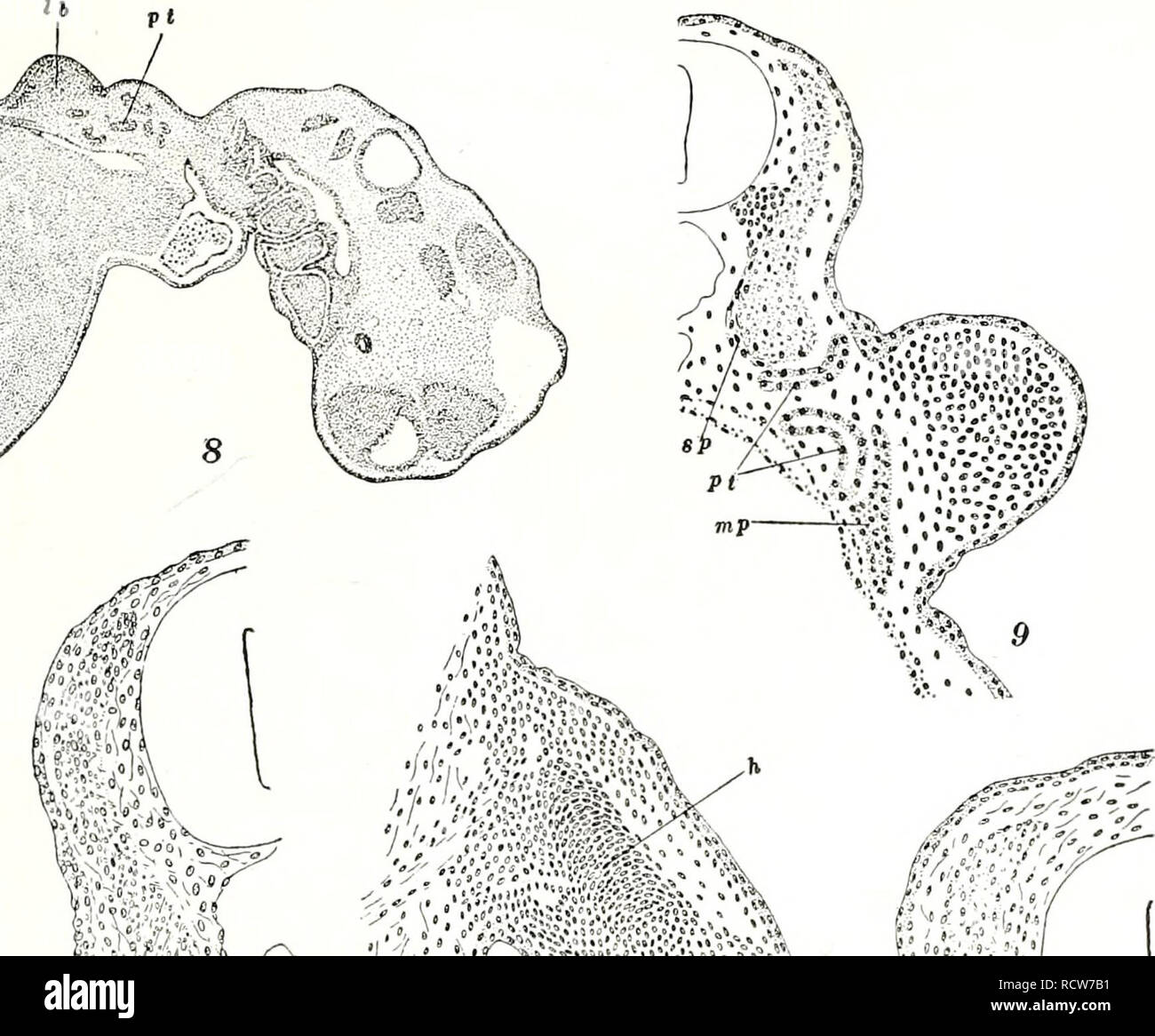 . The development of the pectoral limb of Necturus maculosus ...