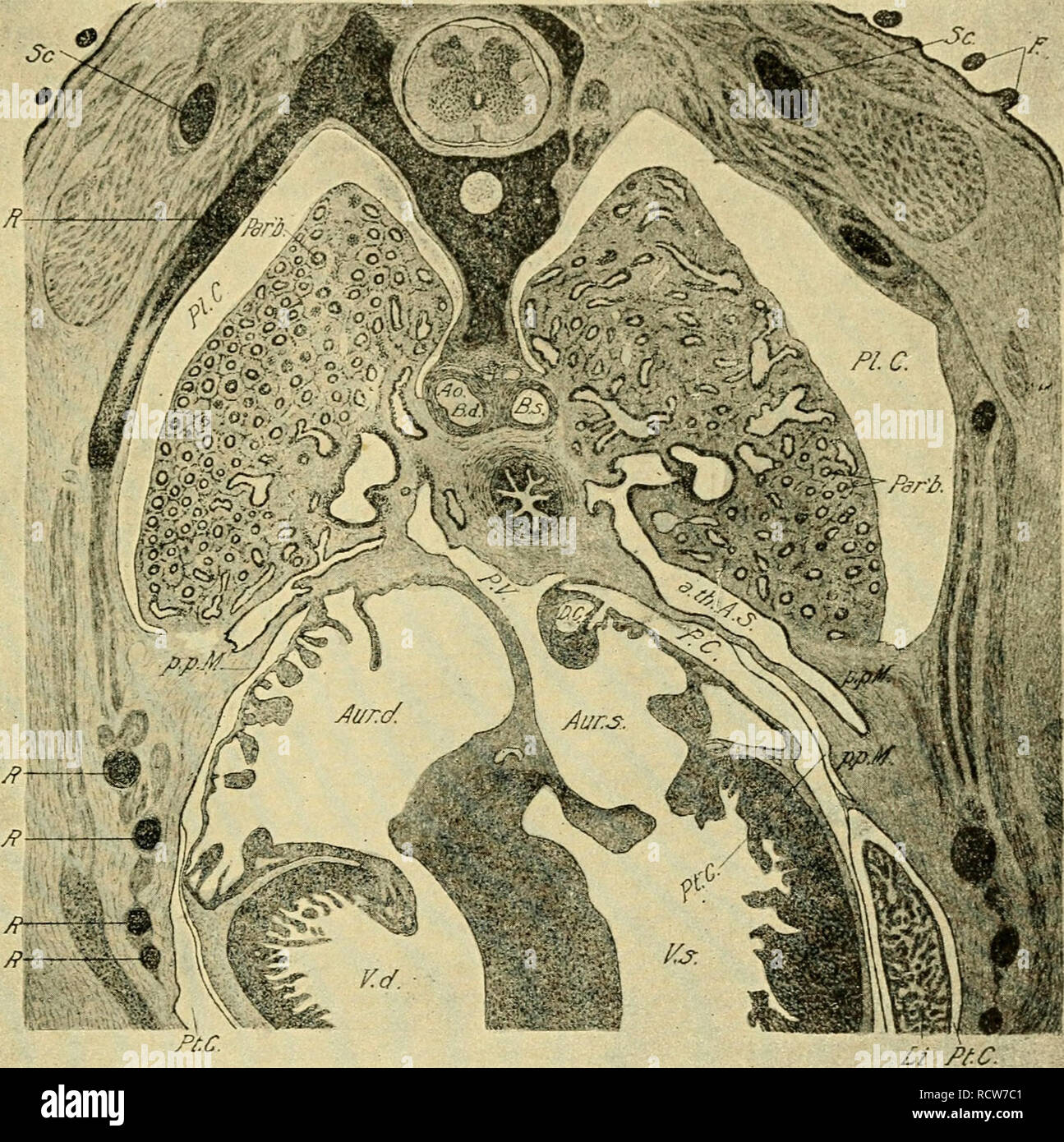 . The development of the chick : an introduction to embryology ...