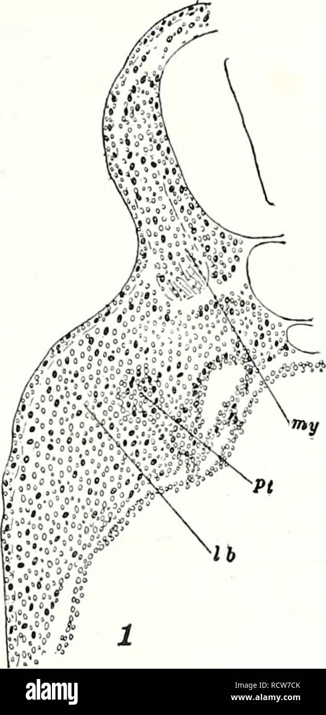 . The development of the pectoral limb of Necturus maculosus ...
