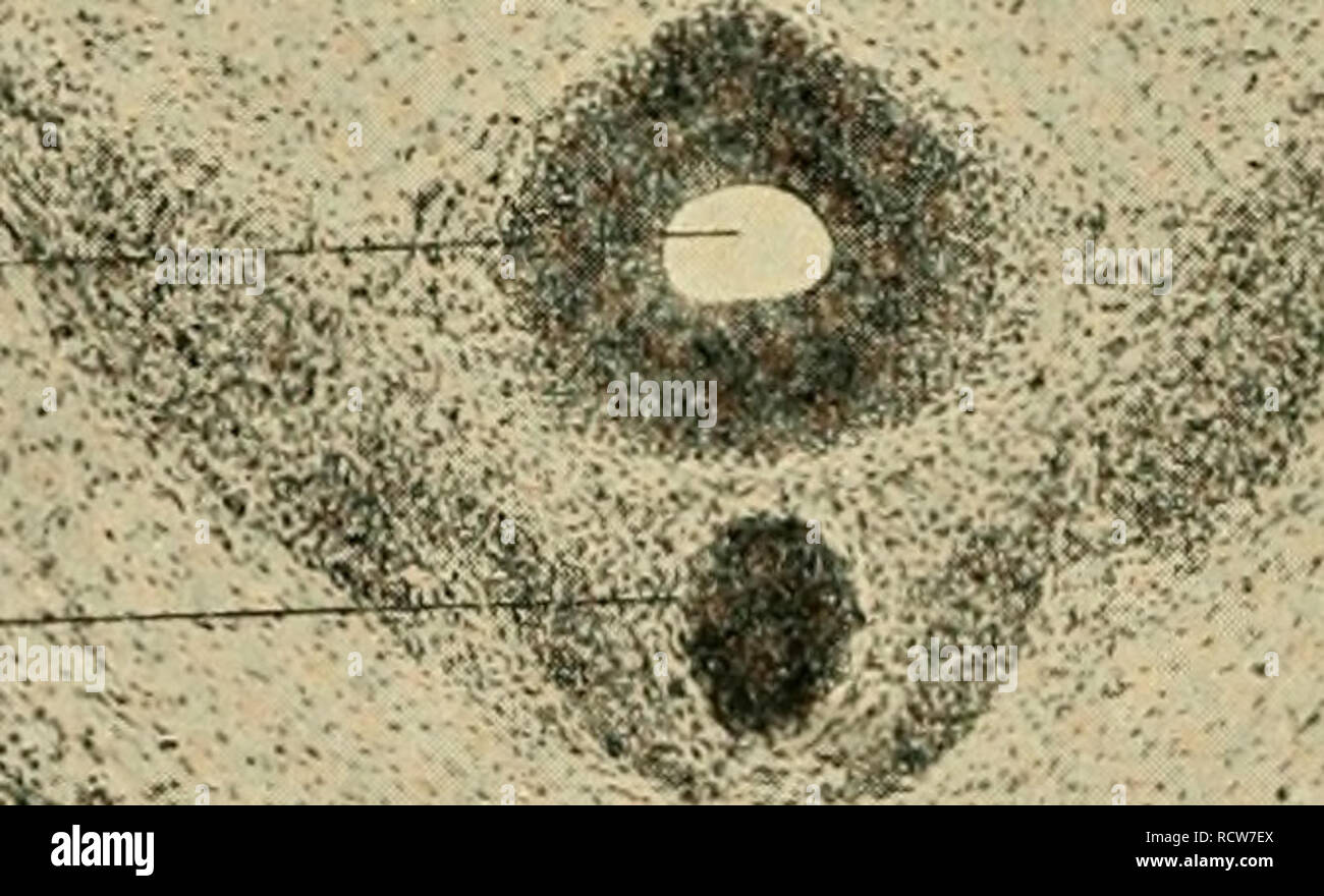 . The development of the chick : an introduction to embryology ...