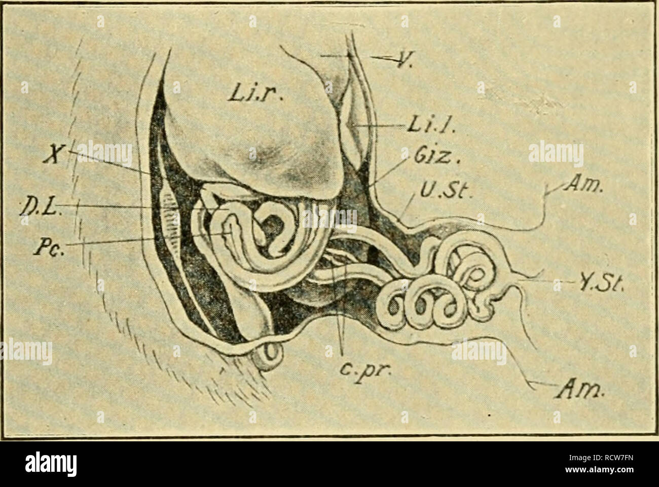 . The development of the chick : an introduction to embryology ...