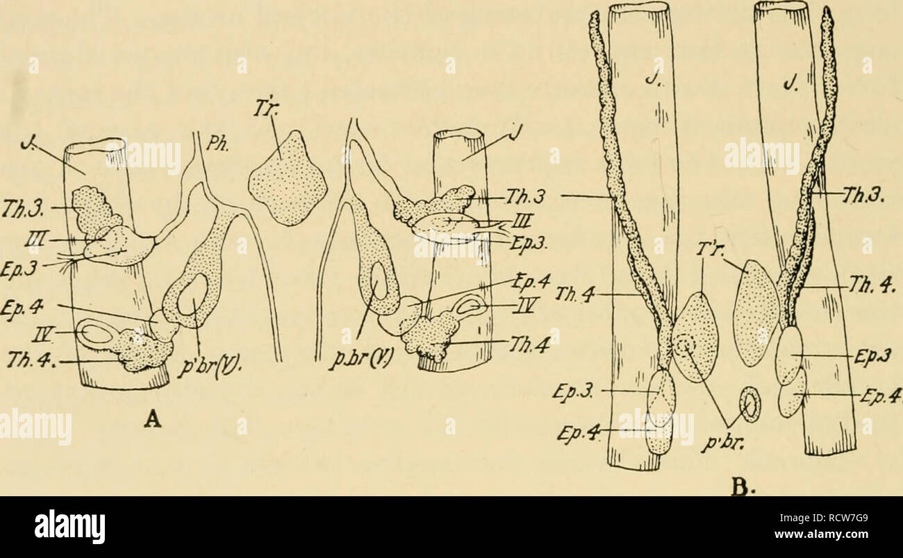. The development of the chick : an introduction to embryology ...