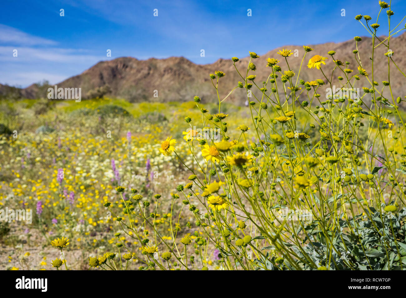 Linearifolia hi-res stock photography and images - Alamy