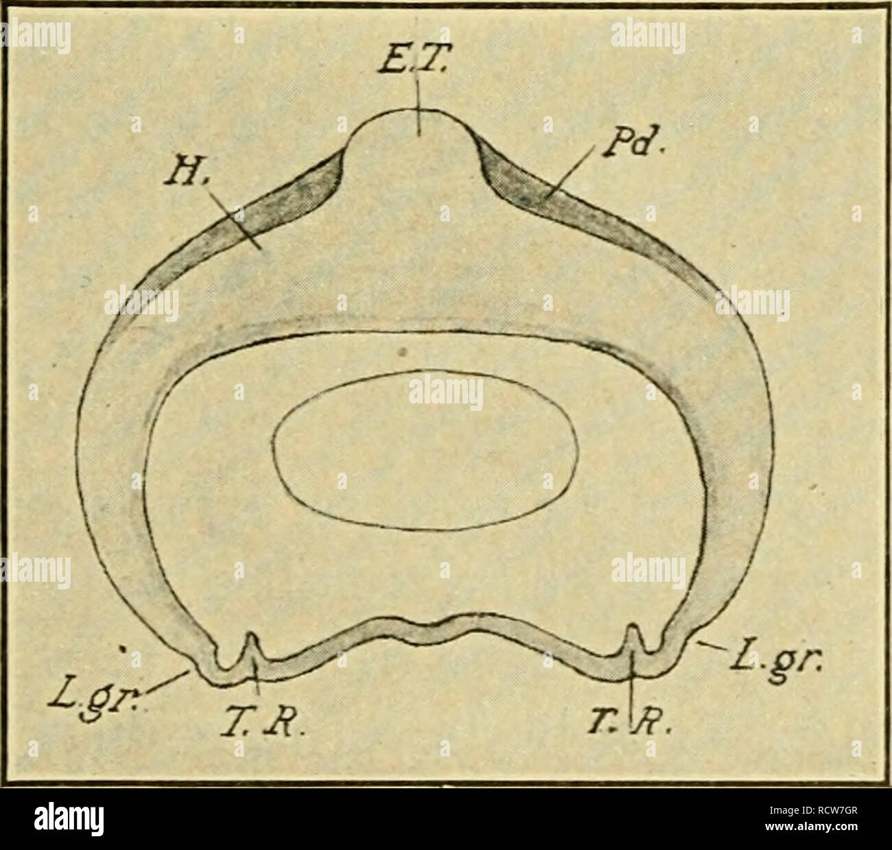 Nipple and tooth hi-res stock photography and images - Alamy