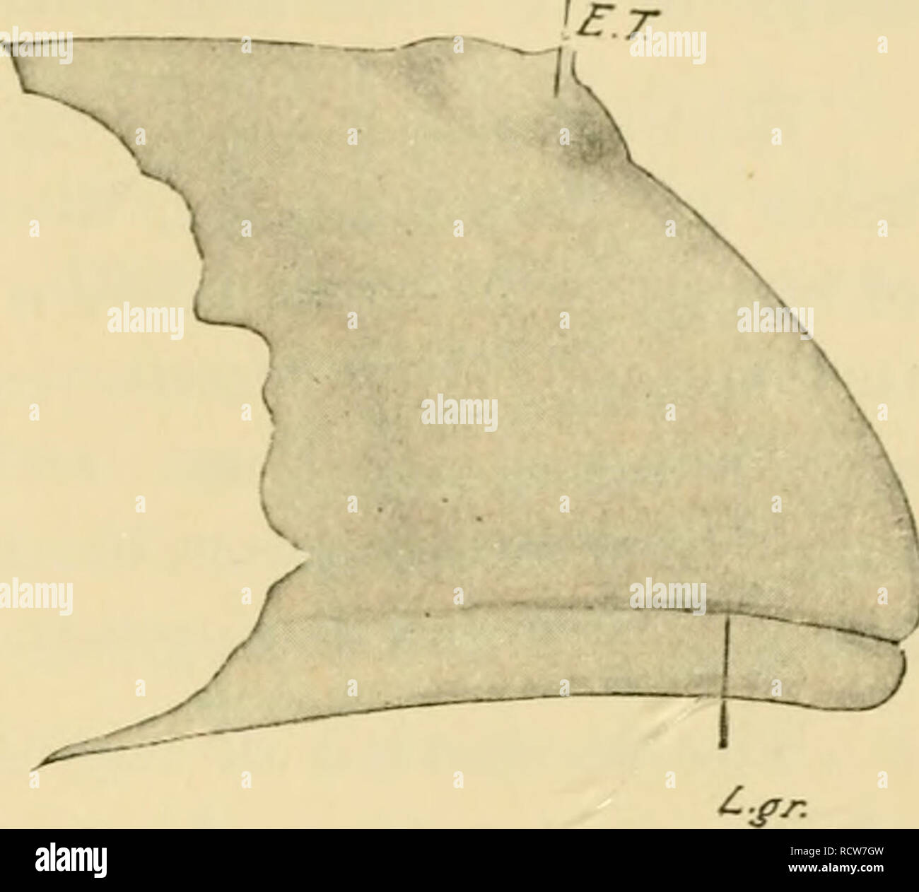 . The development of the chick : an introduction to embryology ...