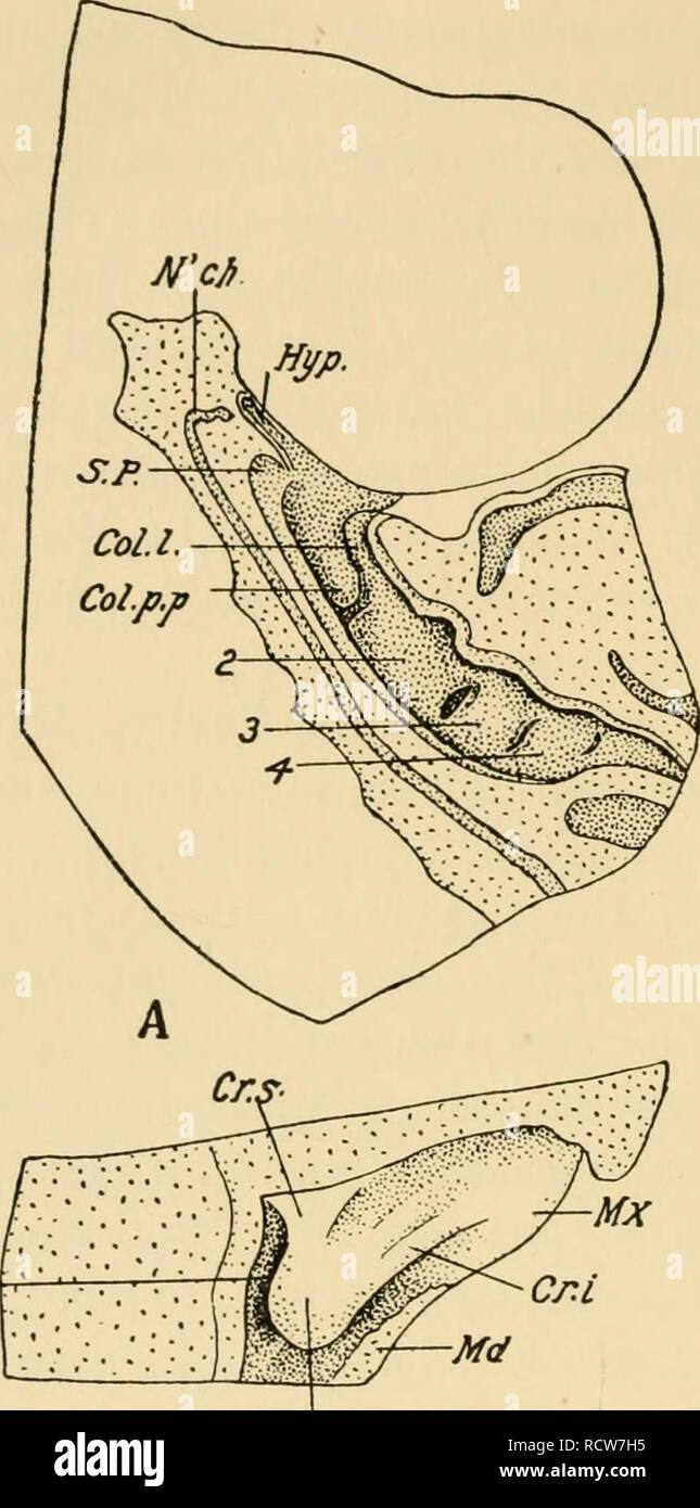 . The development of the chick : an introduction to embryology ...