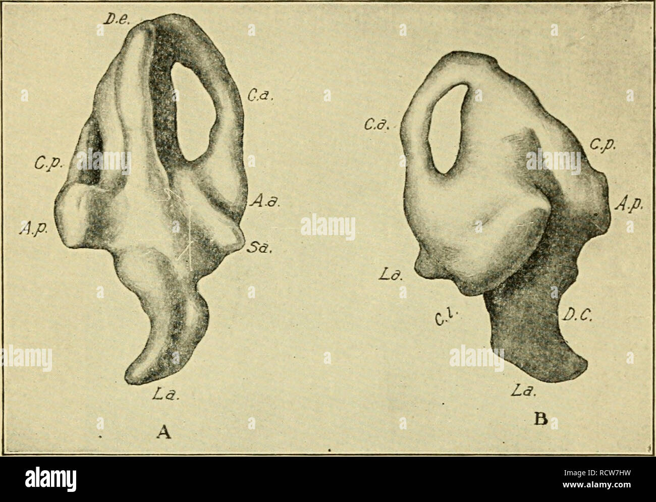 Cochlearis Cochlearis High Resolution Stock Photography and Images - Alamy