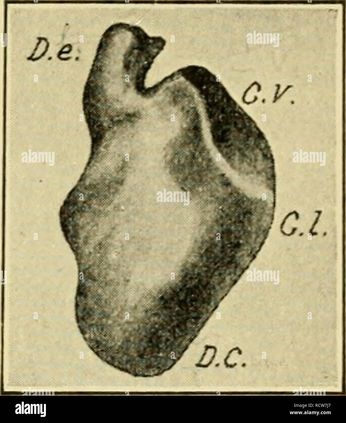 . The development of the chick : an introduction to embryology ...