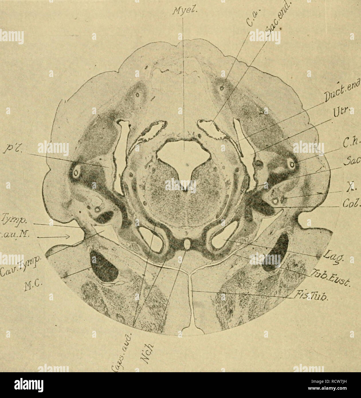 . The development of the chick : an introduction to embryology ...